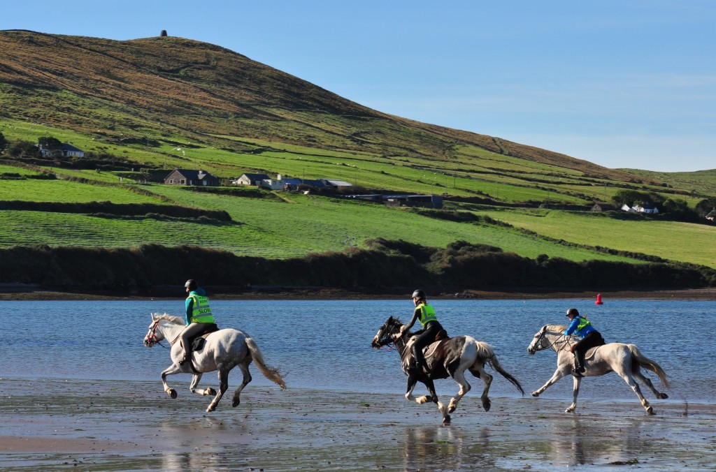22007780599_fe0e4fb583_o - Dingle Horseriding holidays and treks Ireland