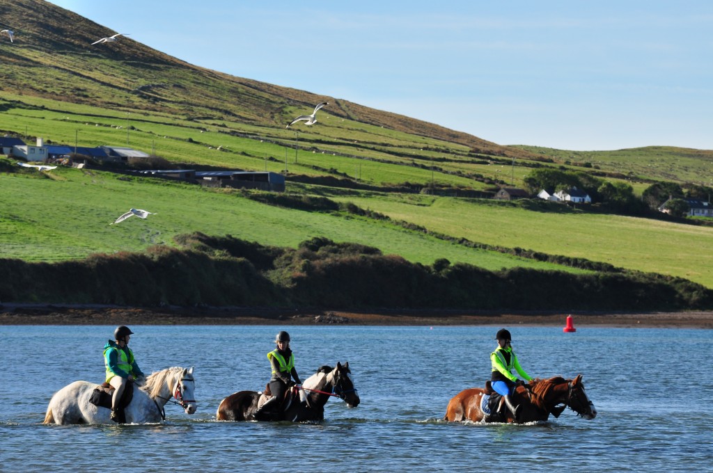 22089173319_f049b953da_o - Dingle Horseriding holidays and treks Ireland